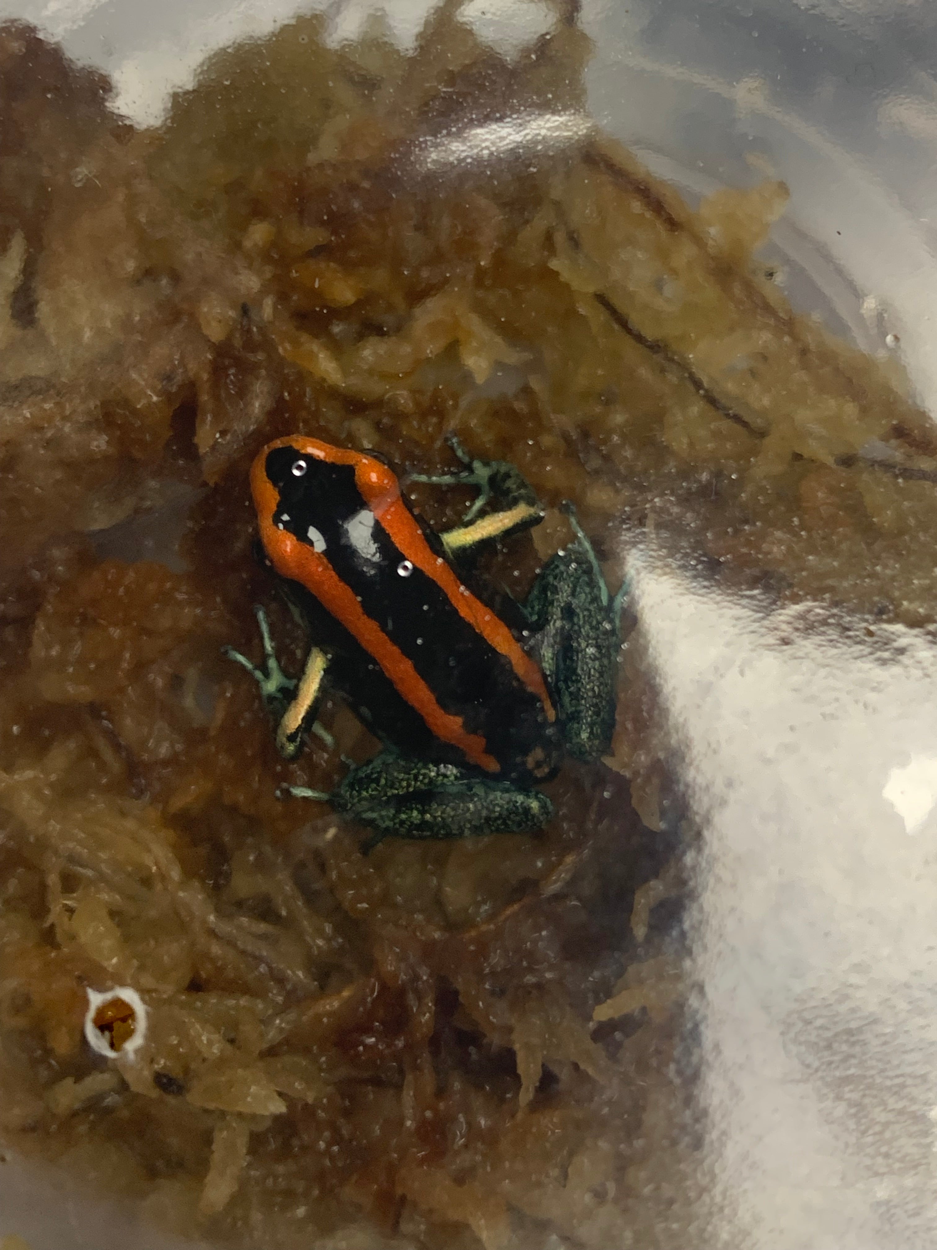 Golfodulcean Poison Arrow Dart Frog (Phyllobates vittatus)