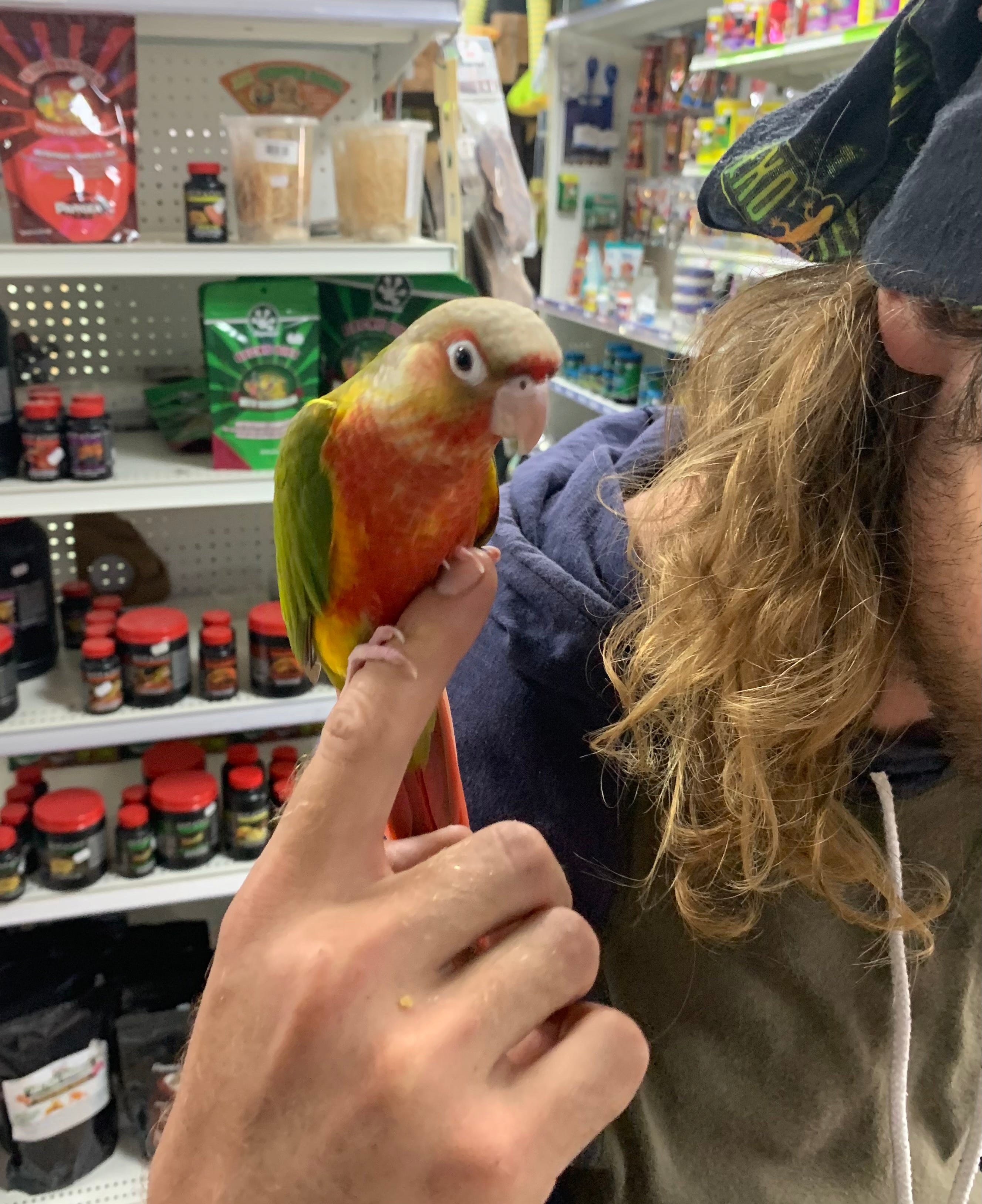 Hand-Raised HIGH RED Yellow Sided Conure Parrot
