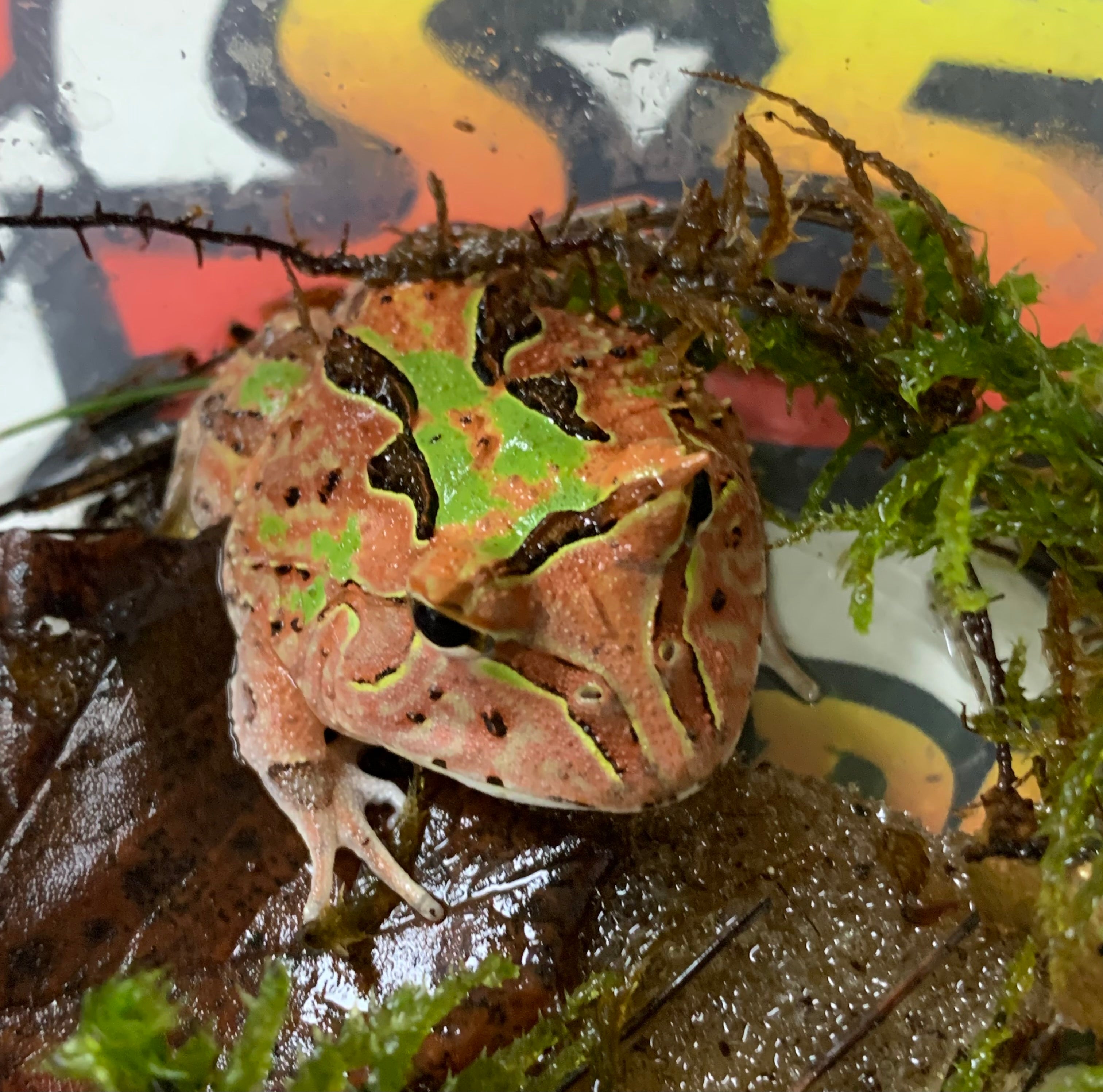 Pacman - Fantasy/Brown Frog