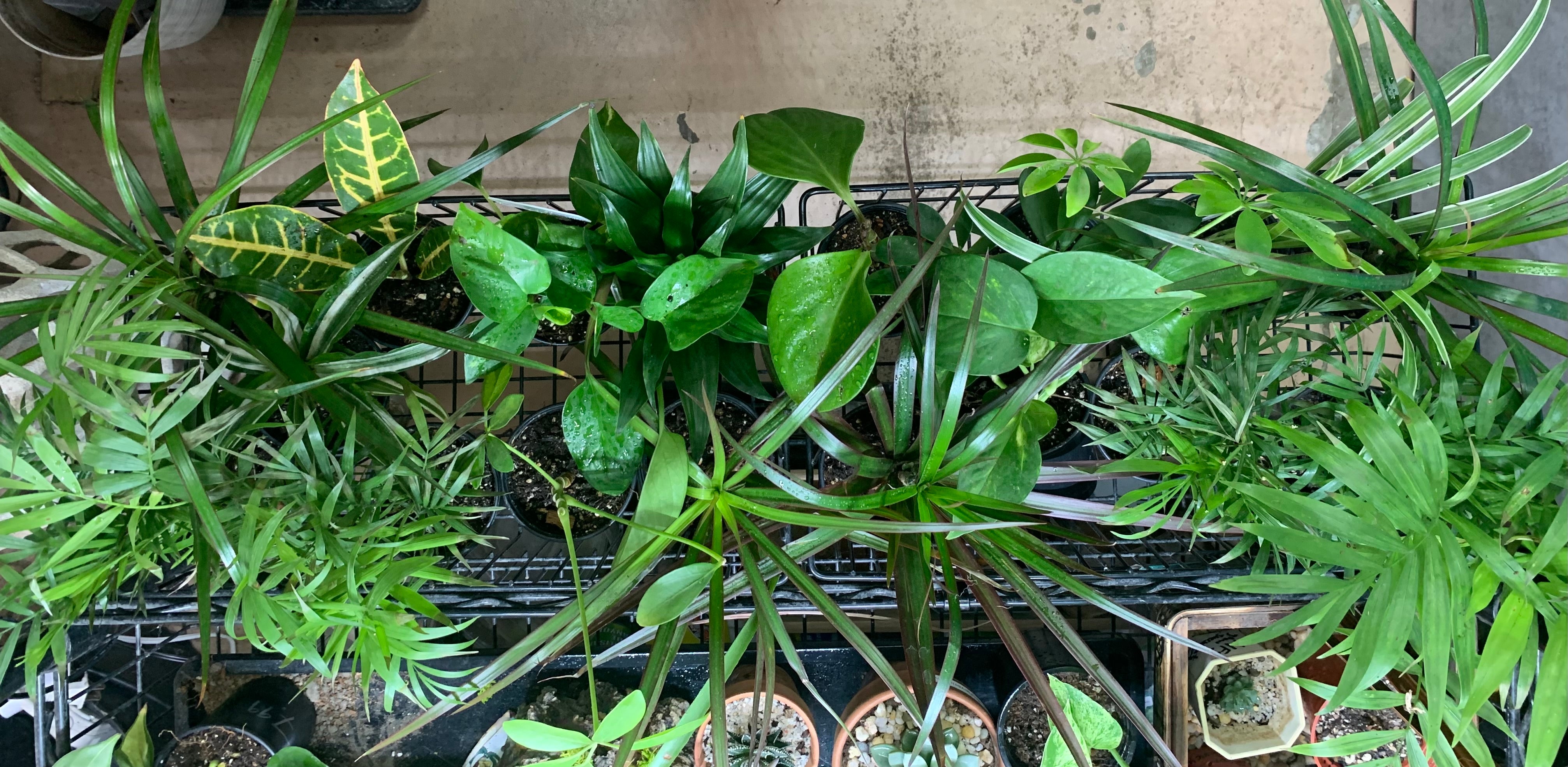 Live Assorted Tropical Plants $7.99 EACH