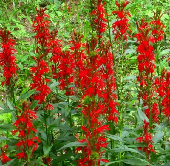 Live Pond Cardinal Flower – (Lobelia cardinalis)