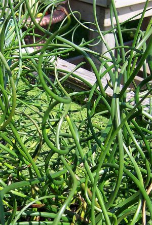 Live Pond Corkscrew Rush – (Juncus effusus) ‘spiralis’ 8" Pot
