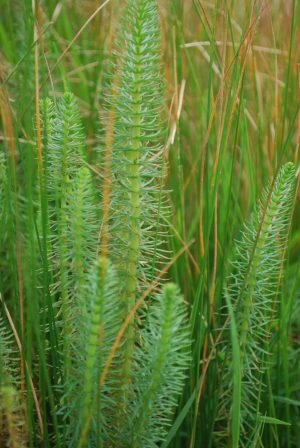 Live Pond Mare’s Tail – (Hippuris vulgaris) 4" Pot