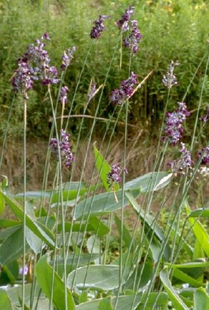 Live Pond Water Thalia – (Thalia dealbata)