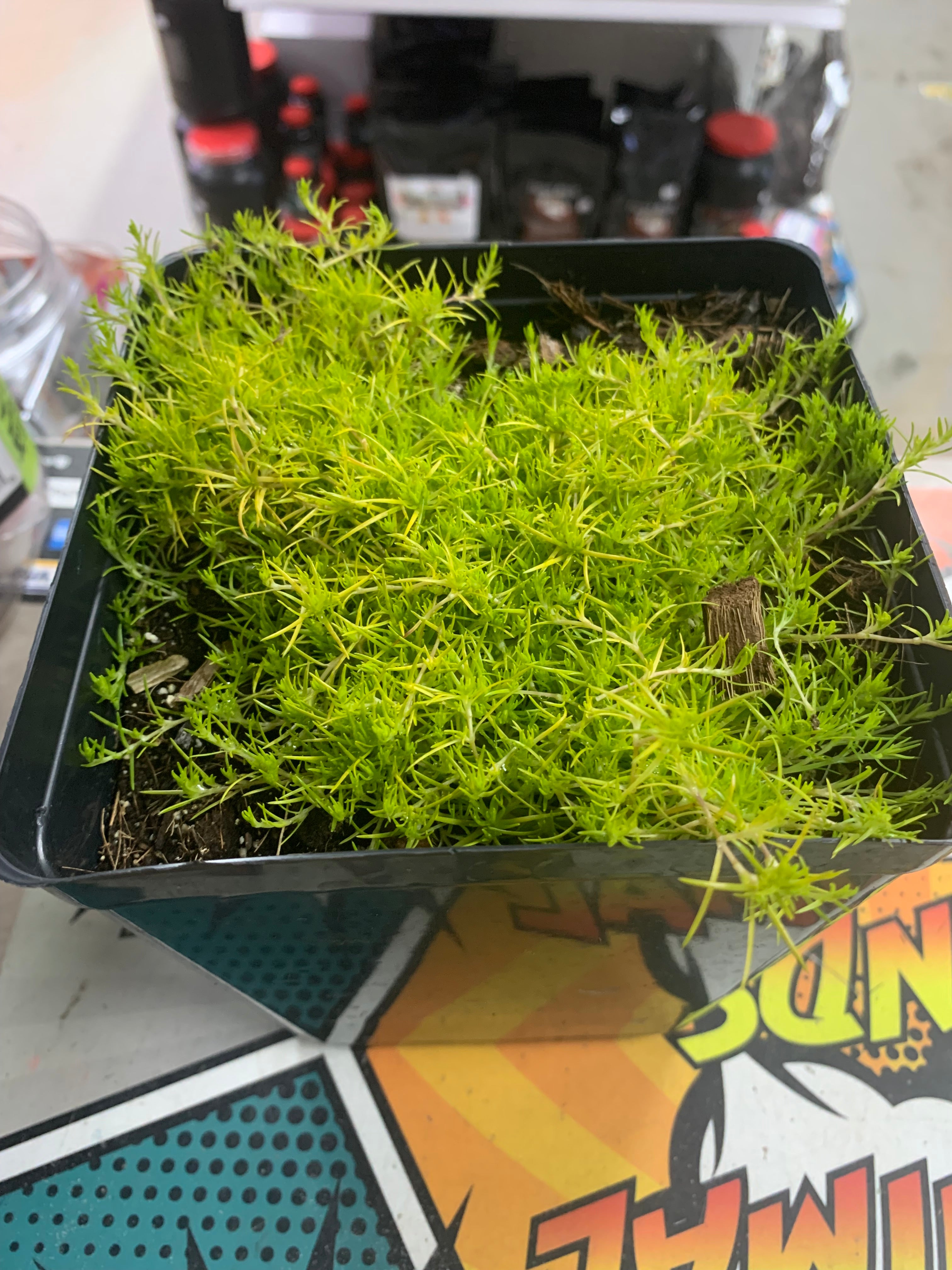 Live Scotch Moss Plant (Sagina subulata)