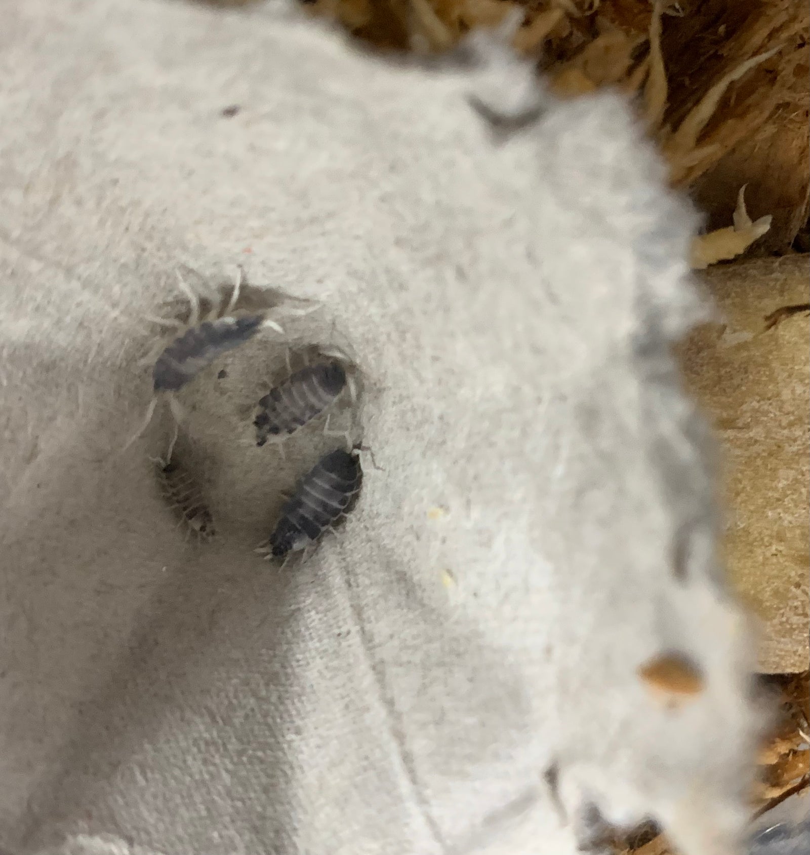 Oreo Crumble isopods (Porcellionides pruinosus) - 12