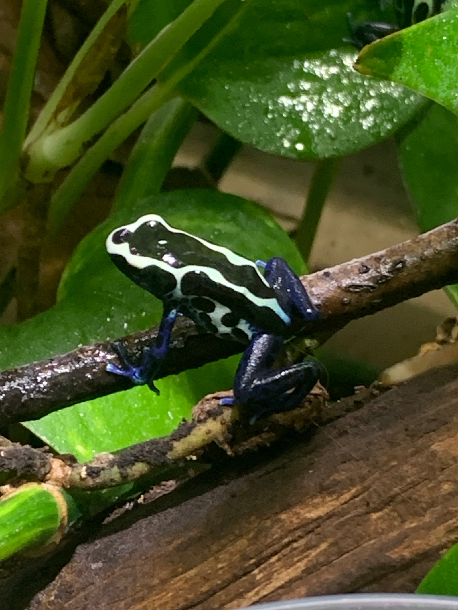 Oyapock C.B. Poison Dart Frog (Dendrobates tinctorius)