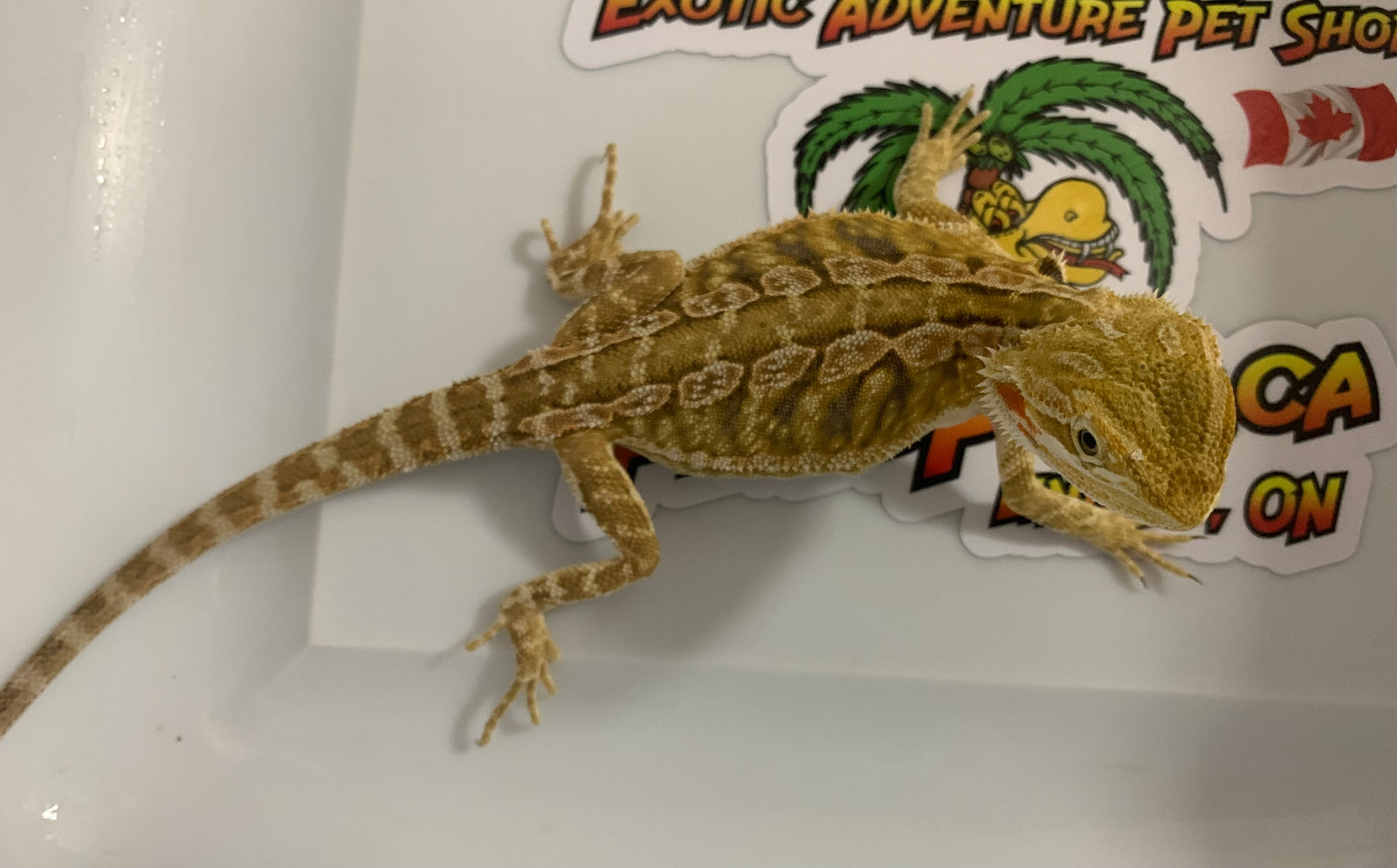 Bearded Dragon LeatherBack Citrus with Blue Bars (Female)