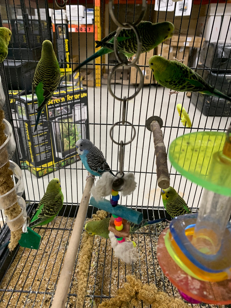 Budgies - Assorted Colors