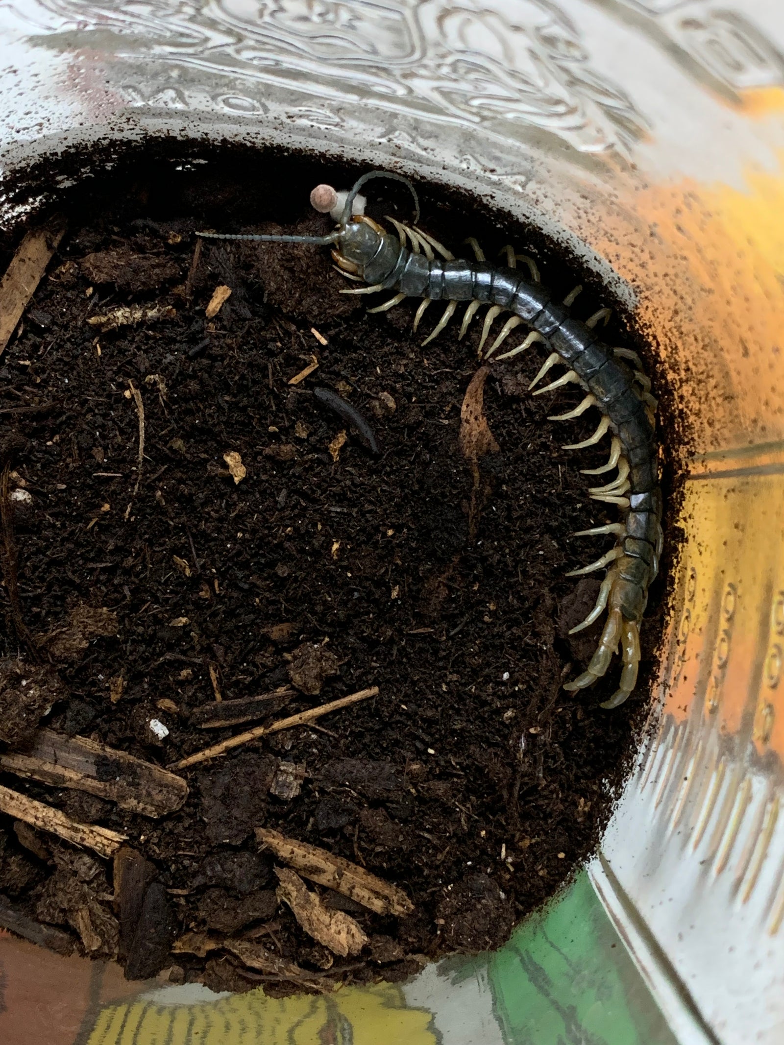 CENTIPEDE FLORIDA BLUE LEG - (Scolopendra viridis)