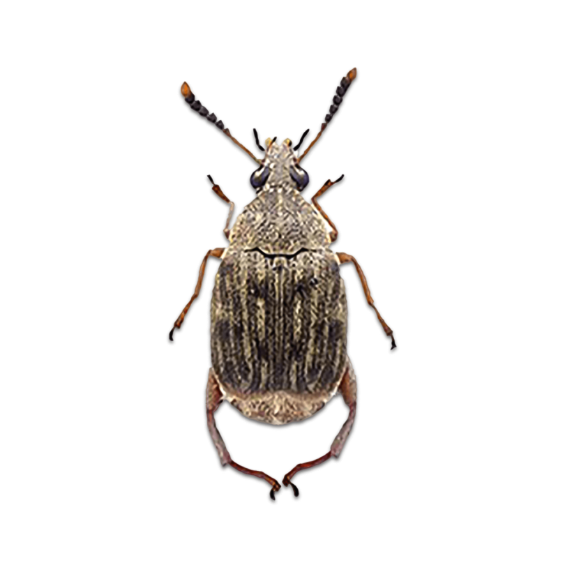 Cowpea Weevil Colony (Callosobruchus maculatus) Fabricius