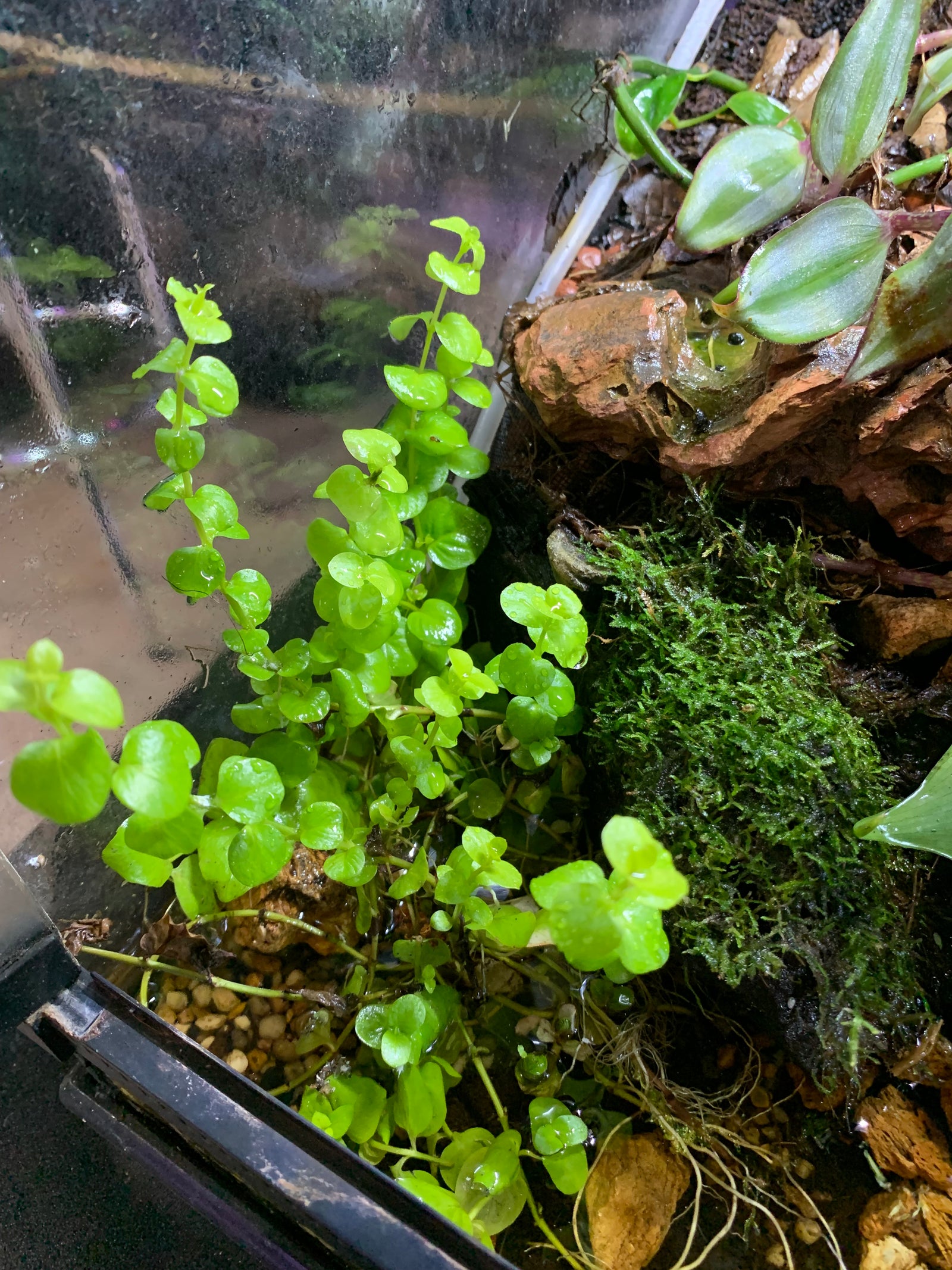 Creeping Jenny Terrarium Plant - (Lysimachia nummularia)