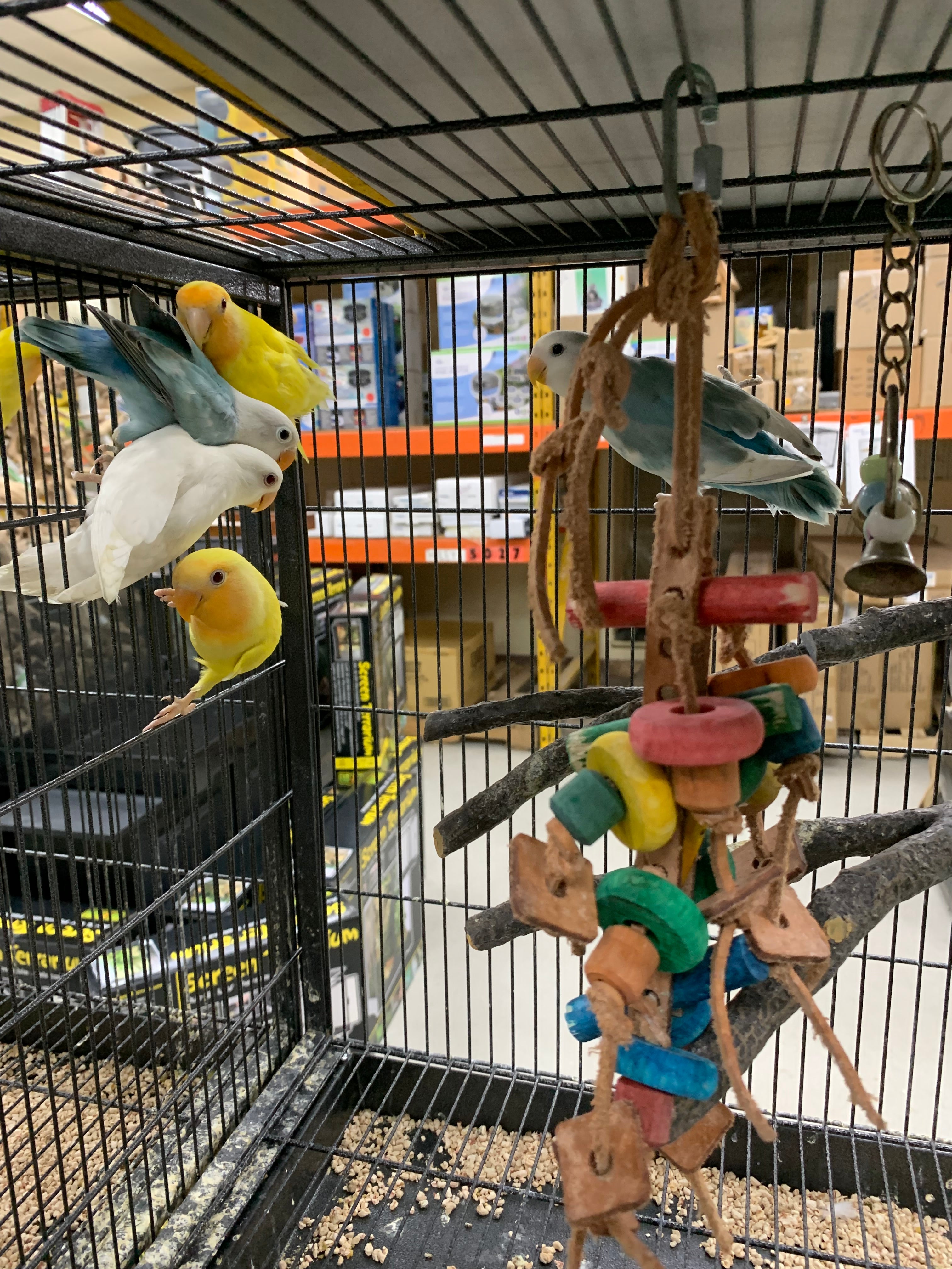 Hand-Tame Lovebirds - Assorted Colors