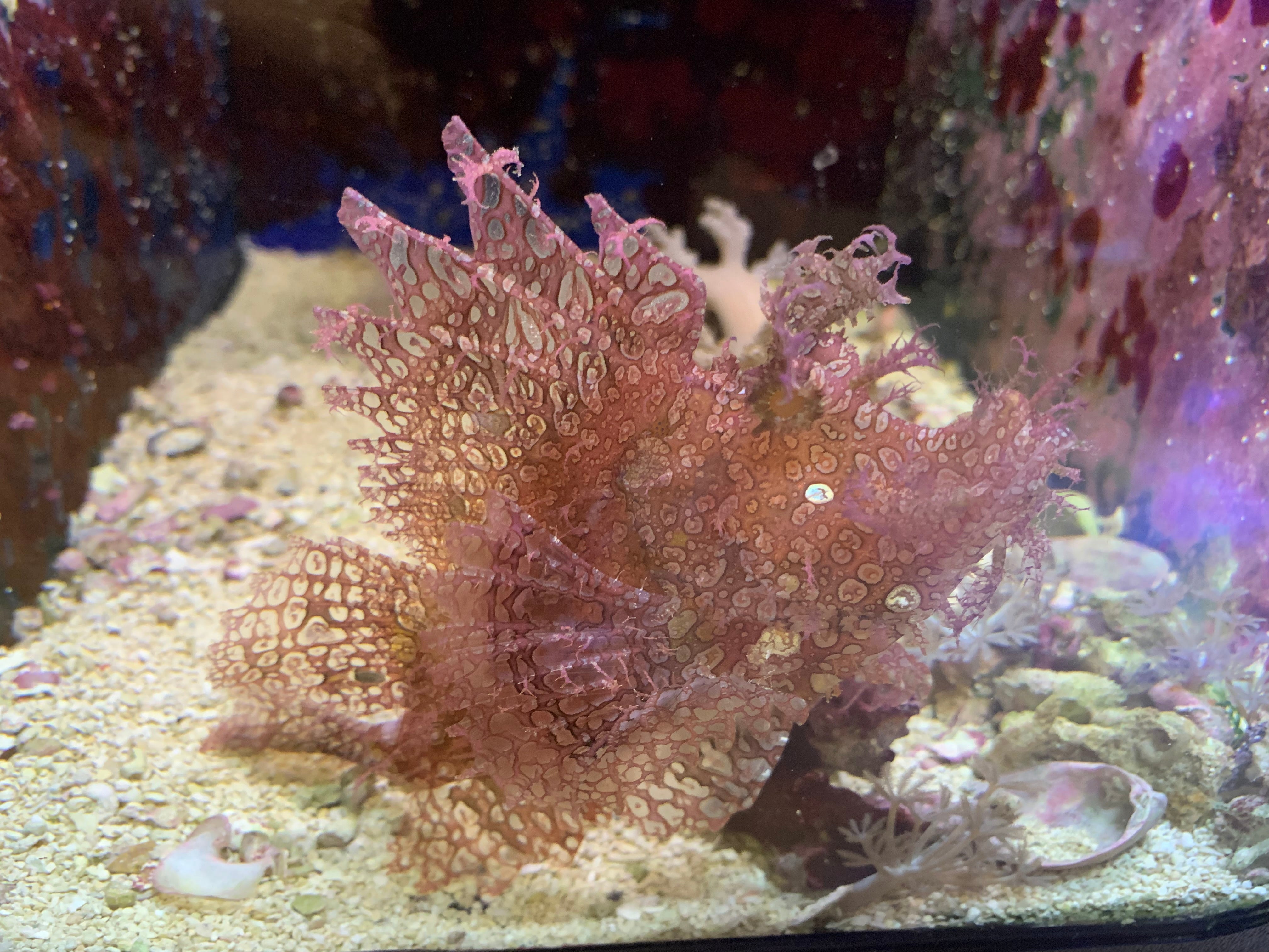 Saltwater Rhino Scorpionfish - (Rhinopias frondosa) - Rhinopias - Purp