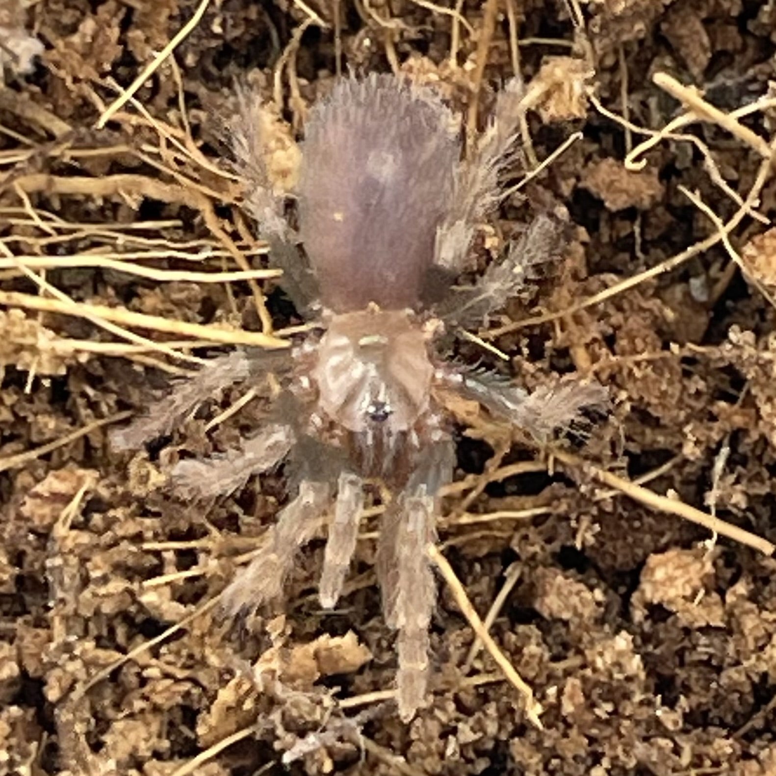 TARANTULA “GUATEMALAN TIGER RUMP” 1/2" (Davus pentaloris)