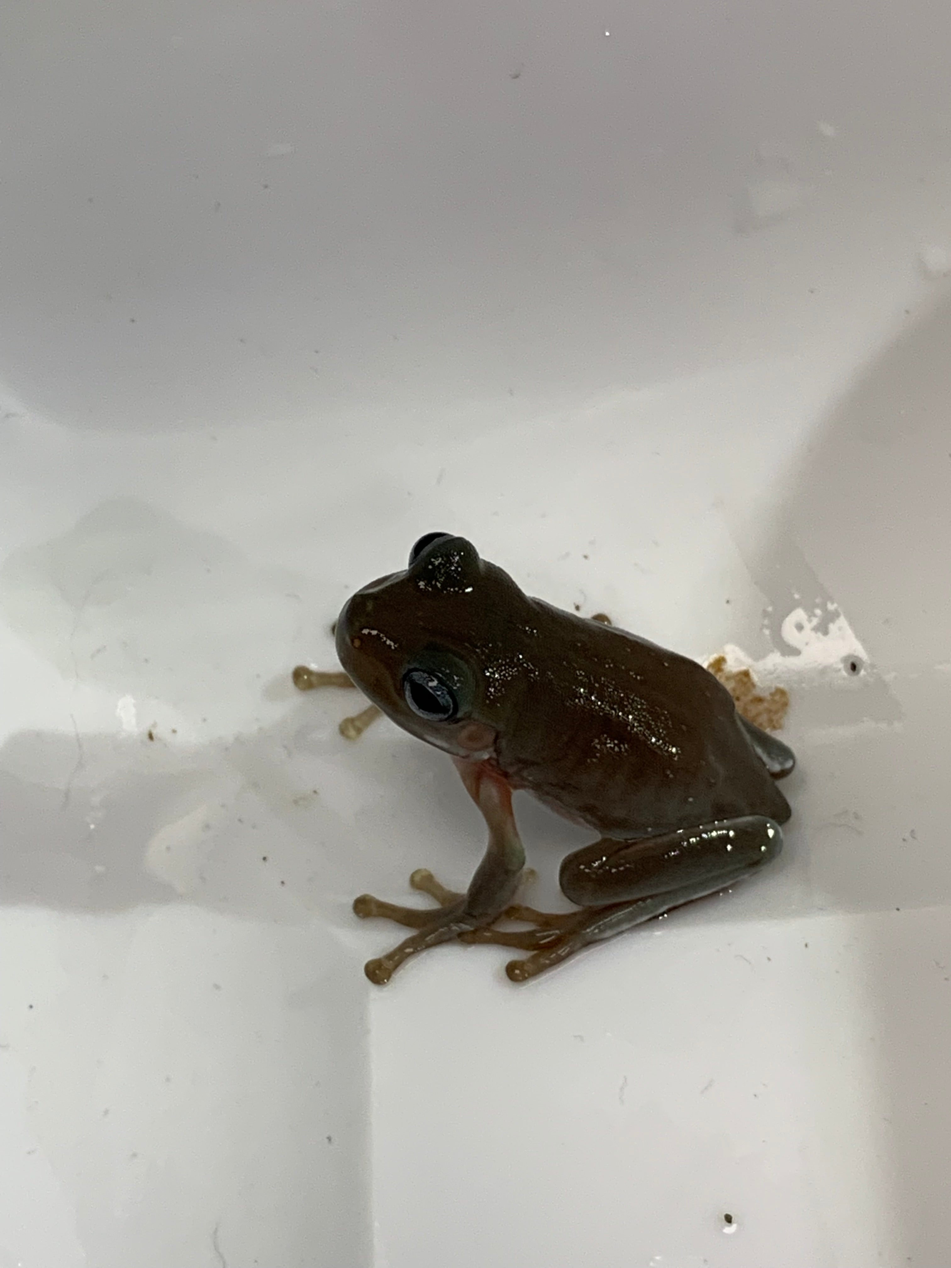 Australian Blue eyed Whites Treefrog (Litoria caerulea) (Dumpy Frog) C