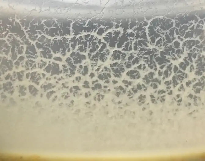 Live Microworm Cultures